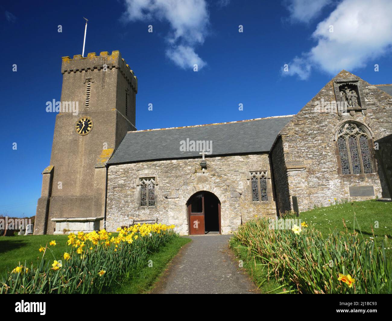 Daffodils line the path at St Carantoc, Crantock, Newquay, Cornwall ...