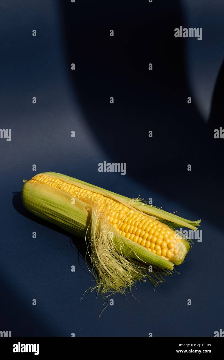 A green ear of corn. Juicy corn of a new harvest. Close-up. Blue ...