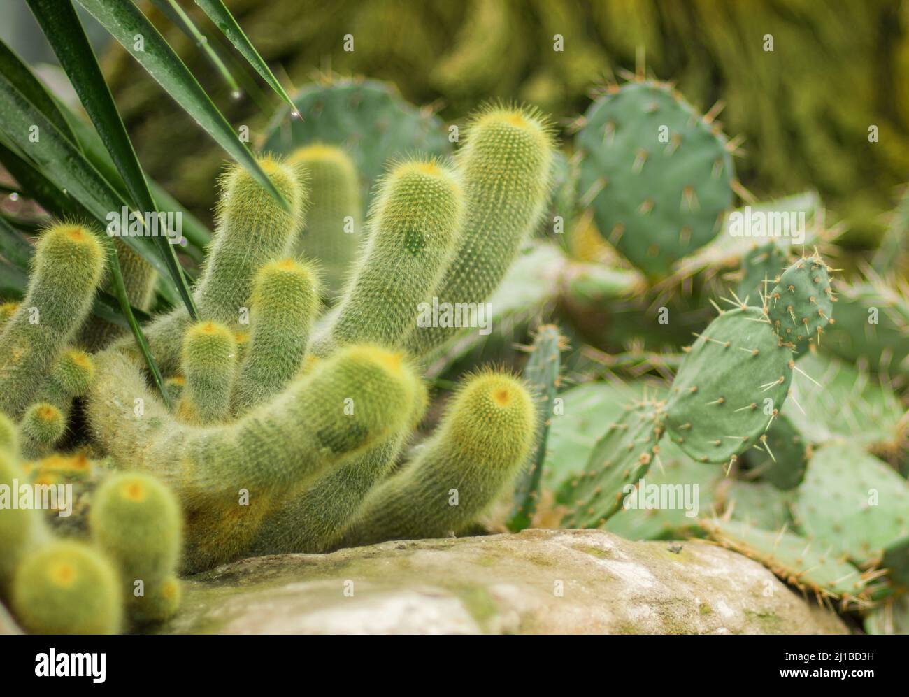 Many arms of green prickly furry cactus Stock Photo - Alamy