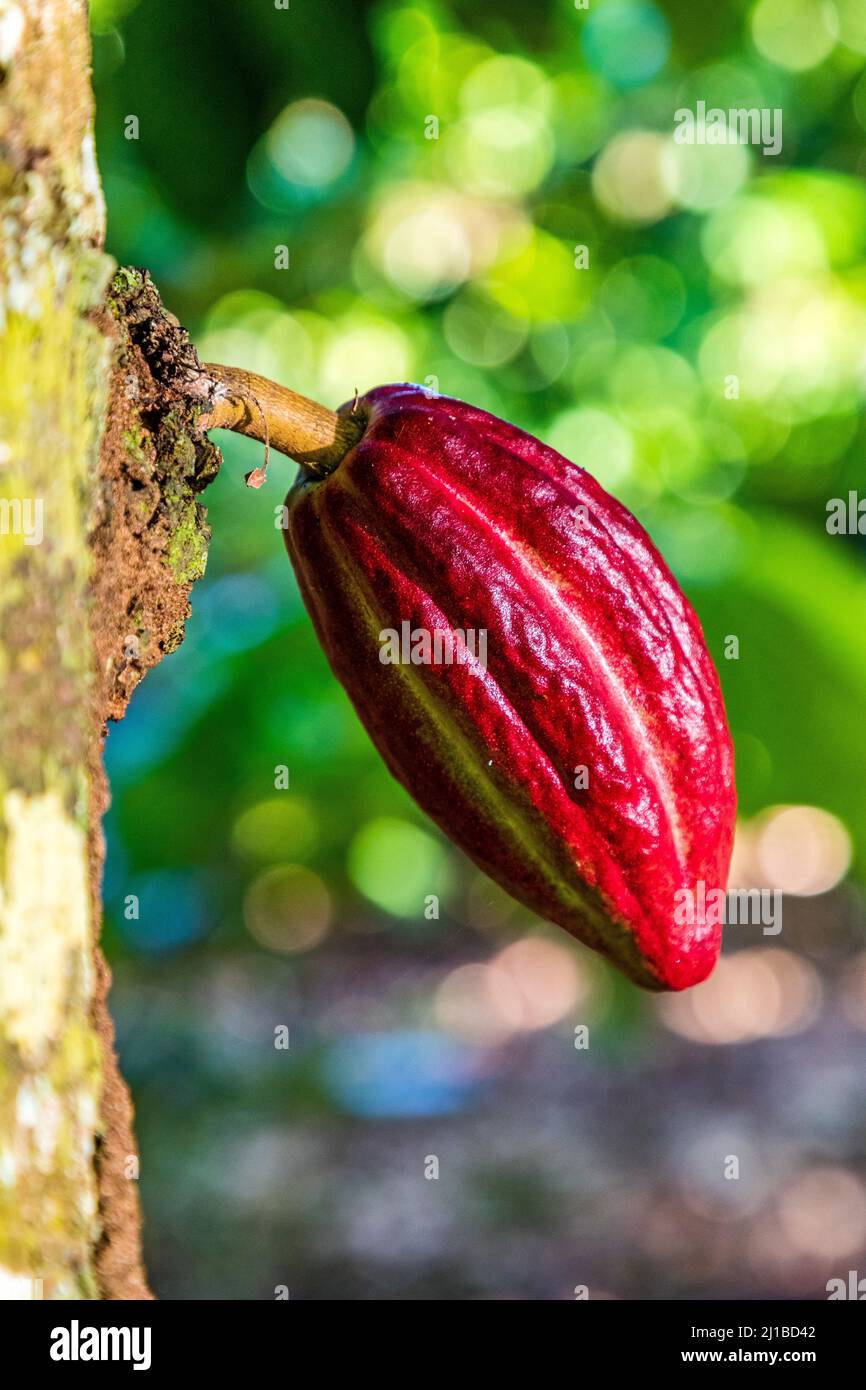 Cocoa farming dominican hi-res stock photography and images - Alamy