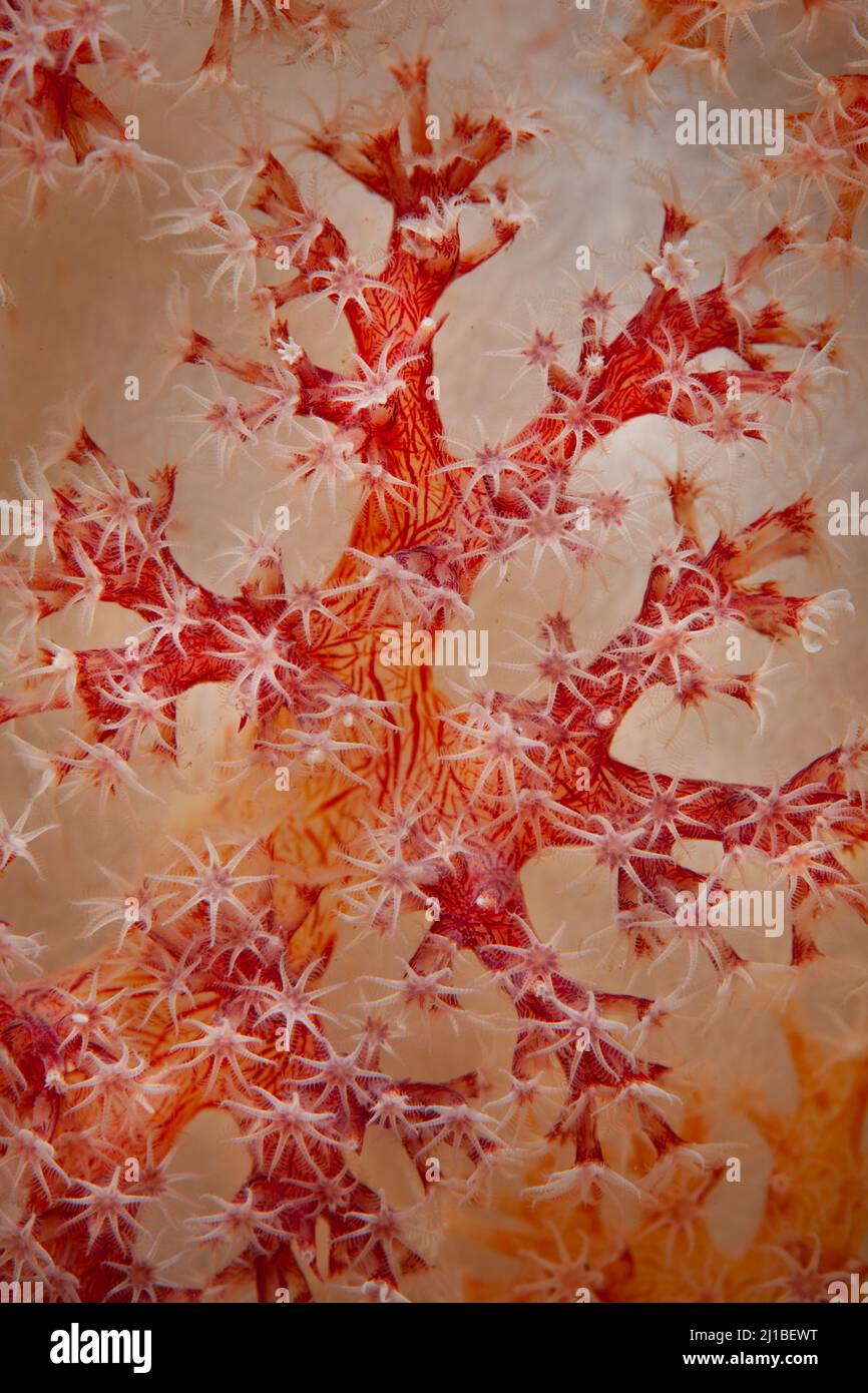 Colony of polyps hi-res stock photography and images - Alamy