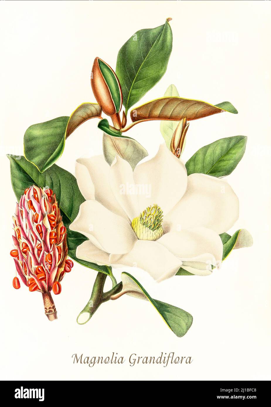Southern Magnolia Flower Drawing