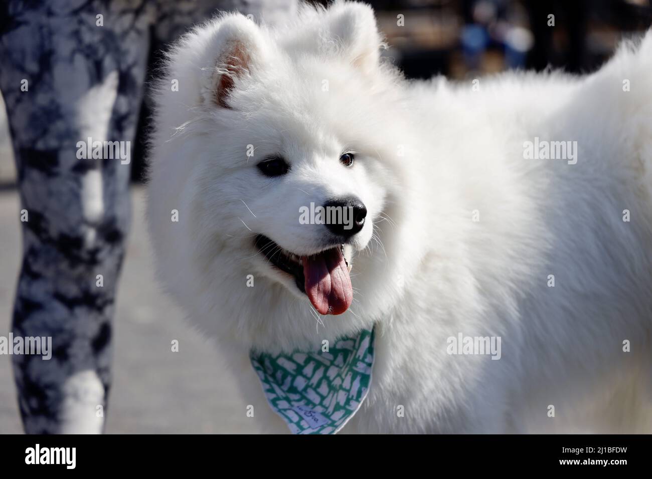 A selective of a cute Samoyed dog on a sunny day Stock Photo - Alamy