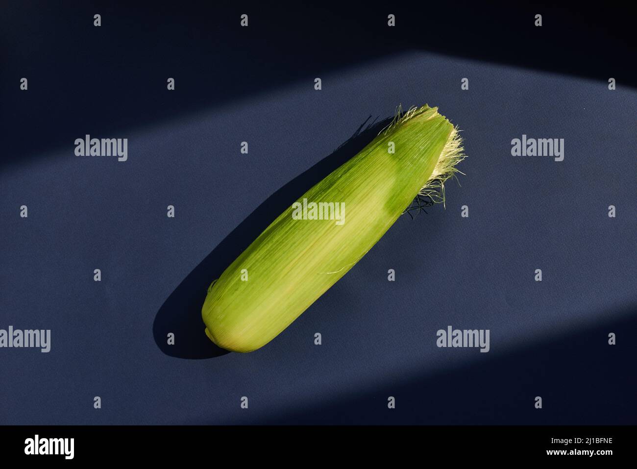 A green ear of corn. Juicy corn of a new harvest. Blue background Stock ...