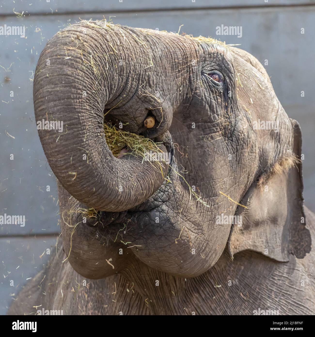 A vertical closeup of the Indian elephant eating hay with its trunk ...