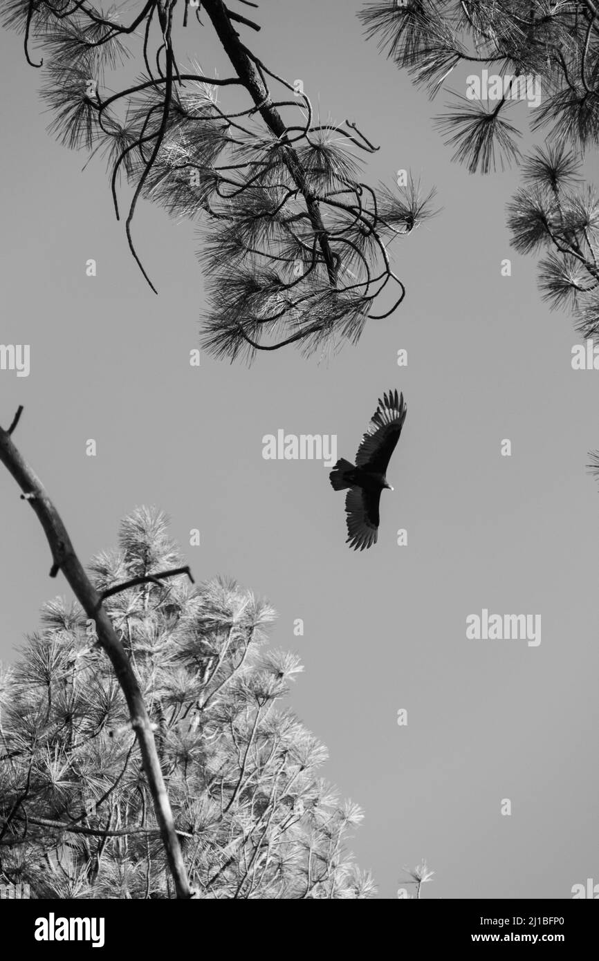 A vertical grayscale shot of the eagle flying in the sky above the pine ...