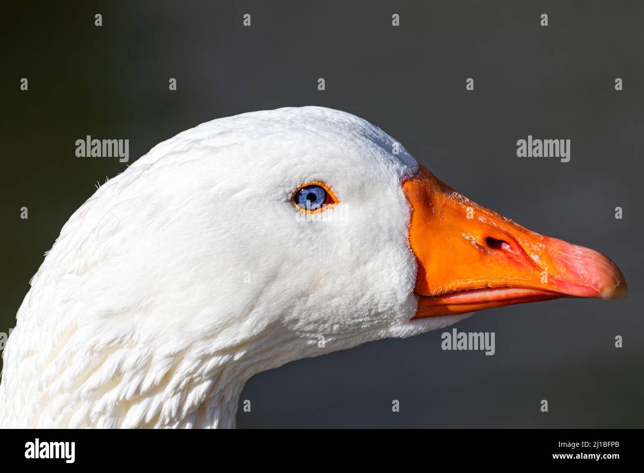 A closeup of the Emden goose head. Shallow focus Stock Photo - Alamy