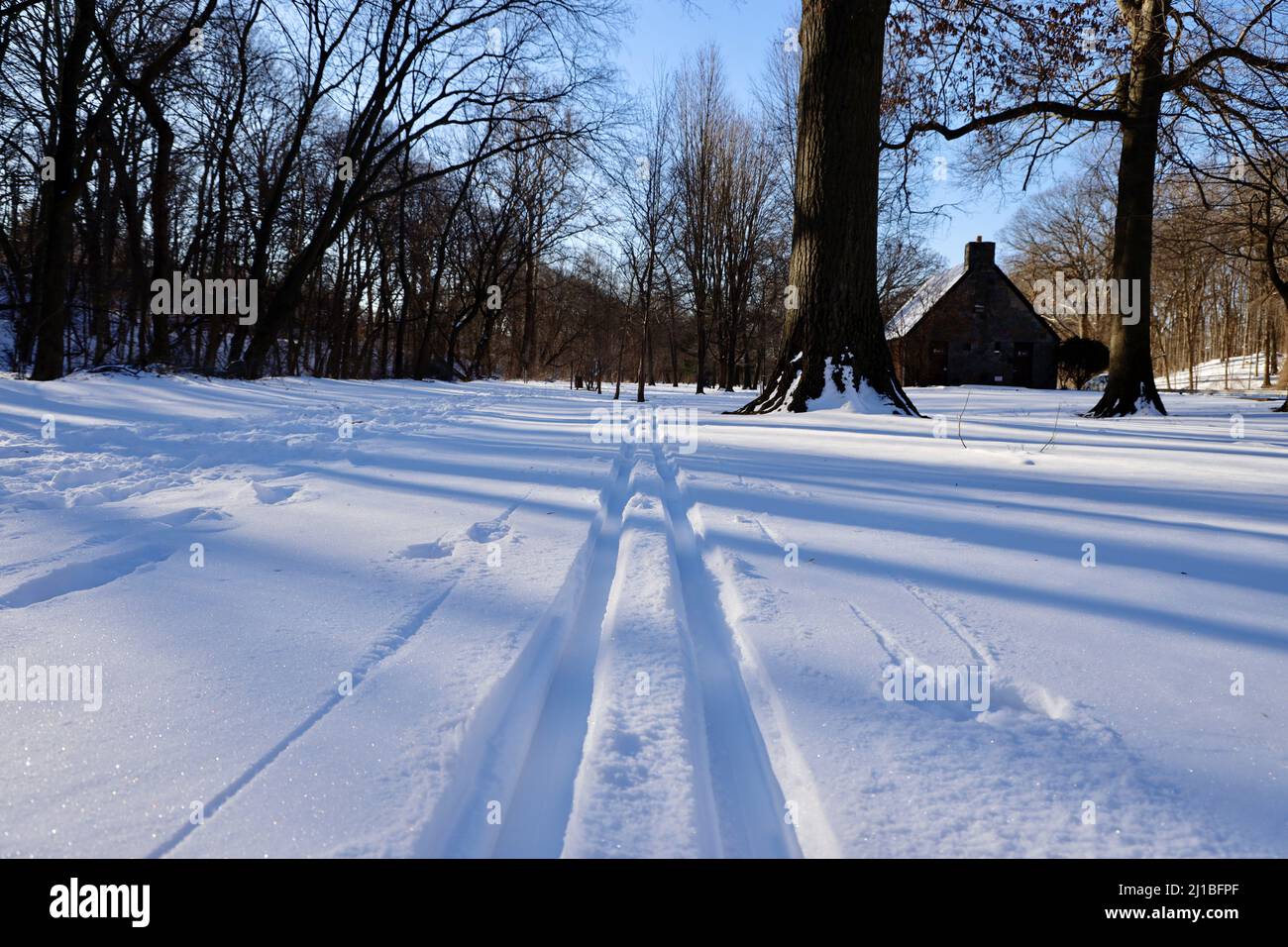The sledge track on snow in the forest Stock Photo - Alamy