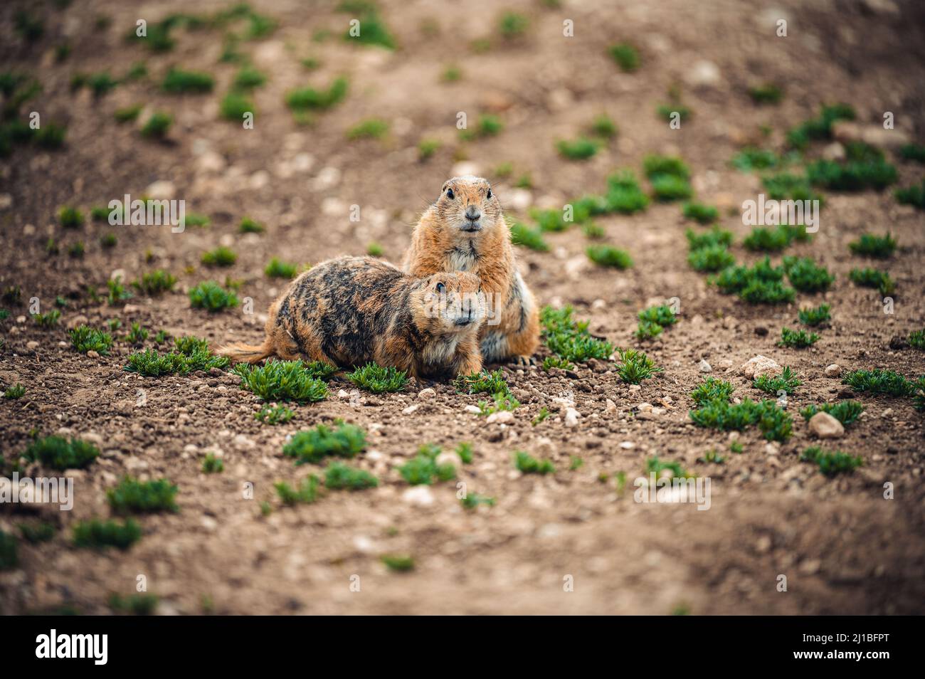 Grassland prairie dogs hi-res stock photography and images - Alamy