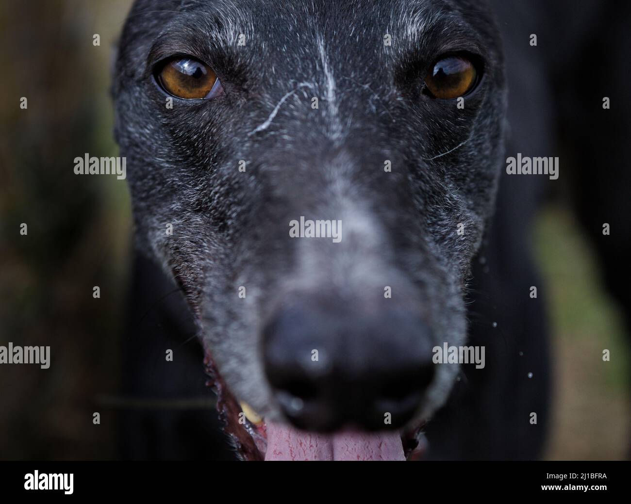 English greyhound dog hi-res stock photography and images - Alamy