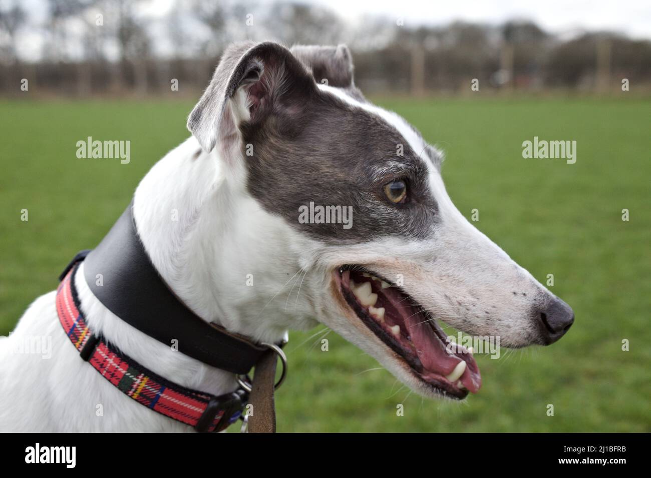 English greyhound dog hi-res stock photography and images - Alamy