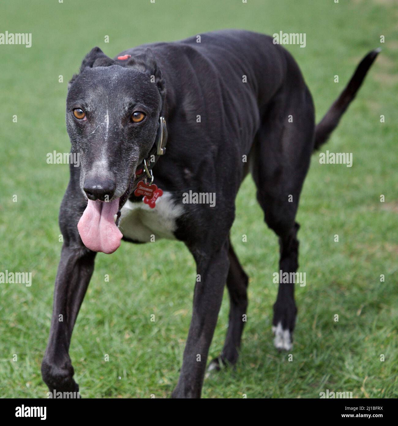 English greyhound dog hi-res stock photography and images - Alamy