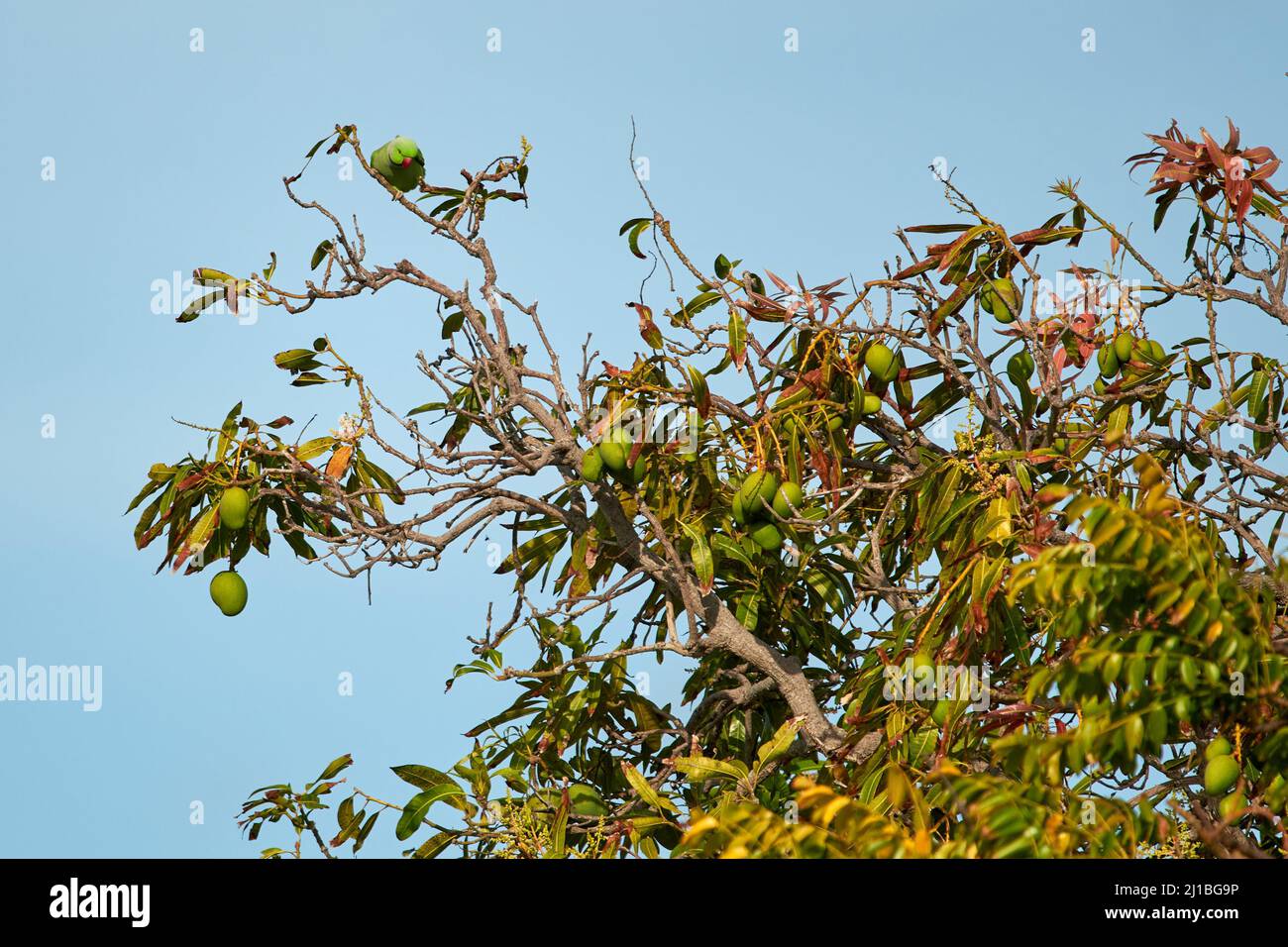 A view of Indian mango tree Stock Photo - Alamy