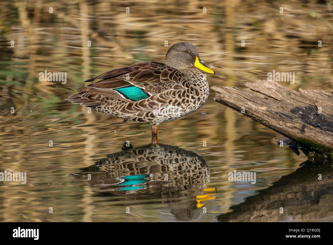 Yellow-billed Duck, Kruger National Park Stock Photo - Alamy