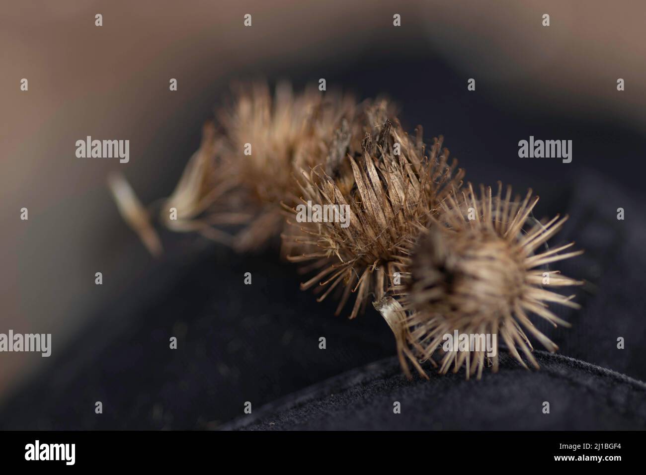 Burdocks hi-res stock photography and images - Alamy