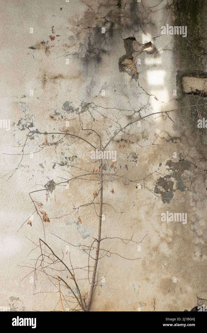 dry bush against the background of an old dirty shabby white wall Stock ...