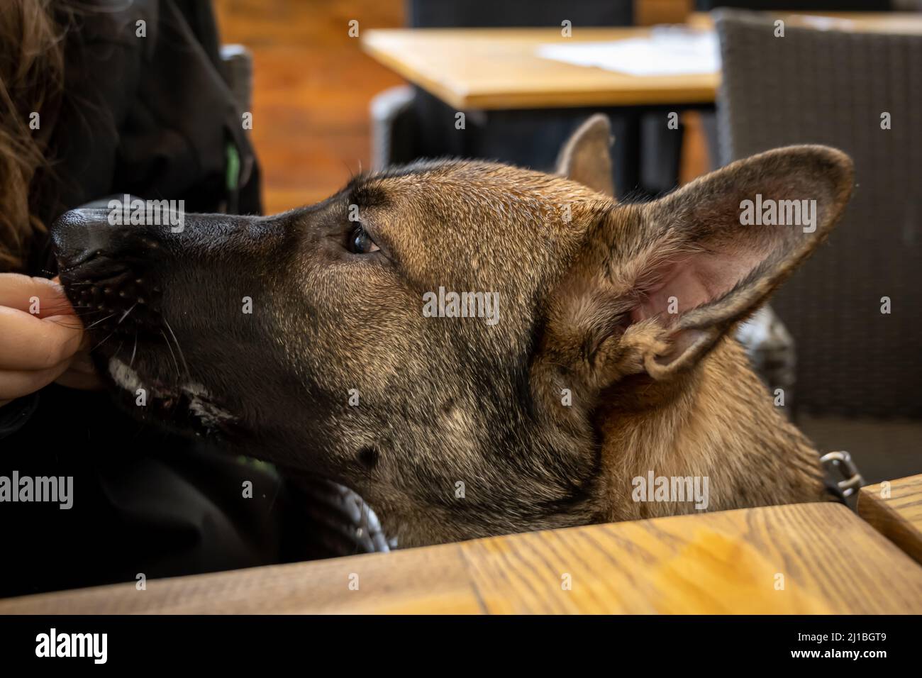 A close-up picture of a seven-month-old German Shepherd. Sable colored ...