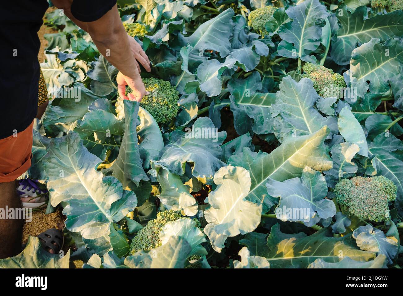 Male gardener research and checking quality fresh broccoli leaf in ...