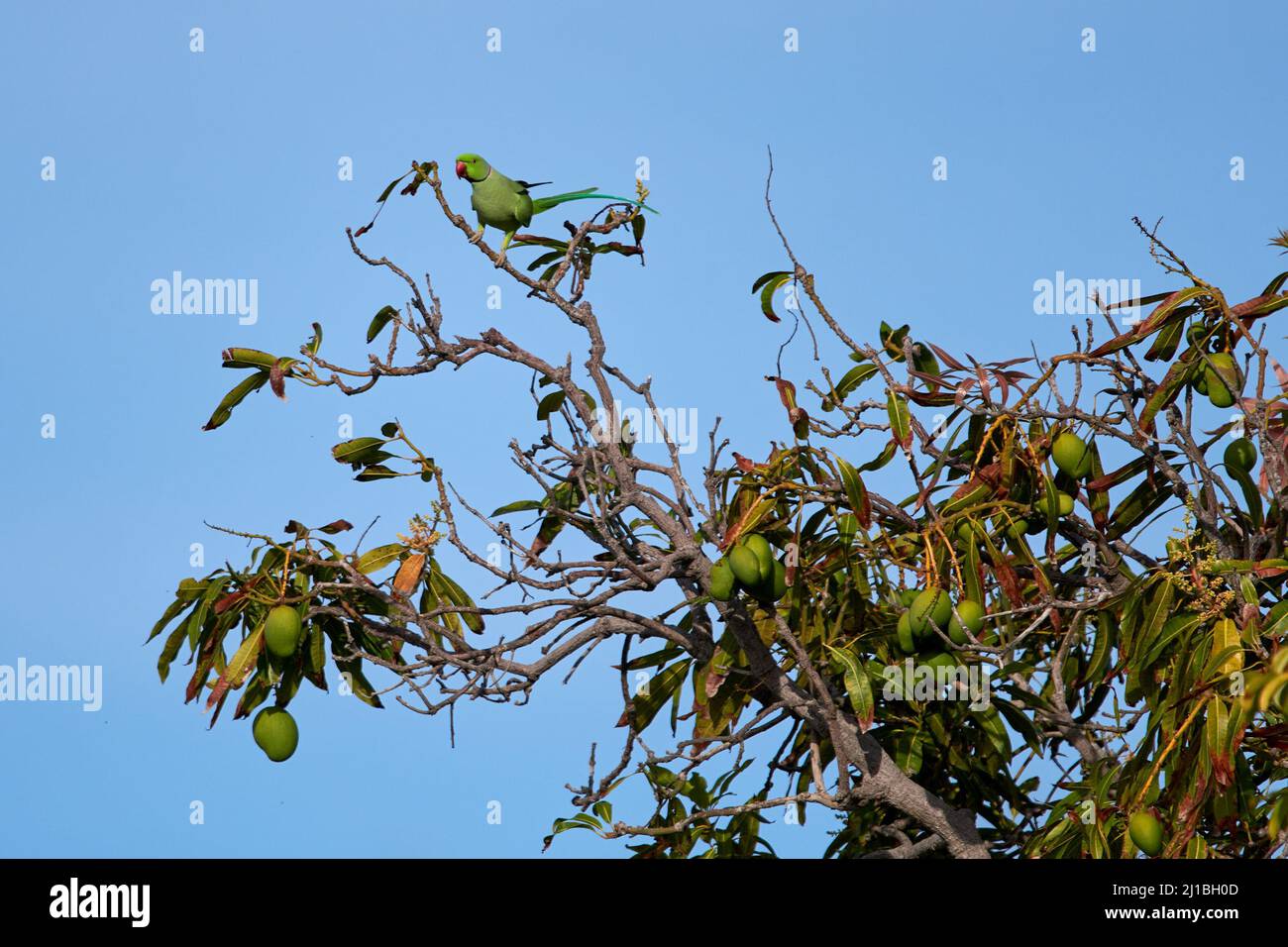 An Indian ringed parrot on Indian mango tree Stock Photo - Alamy