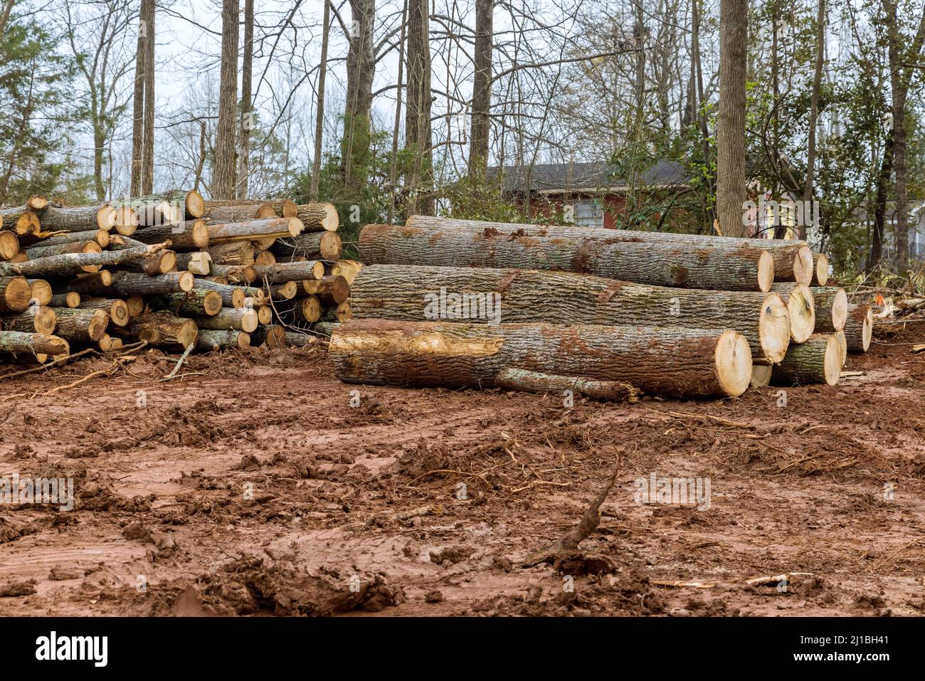 Tree cut and piled up while clearing land for future house build Stock ...
