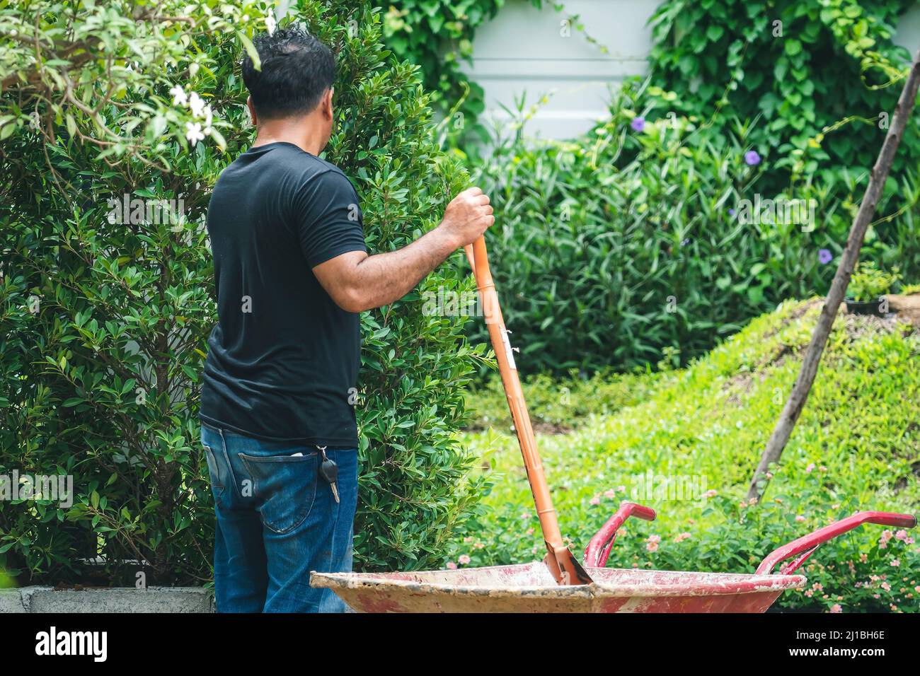 Asian professional gardener use shovels to prepare soil on wheelbarrows ...