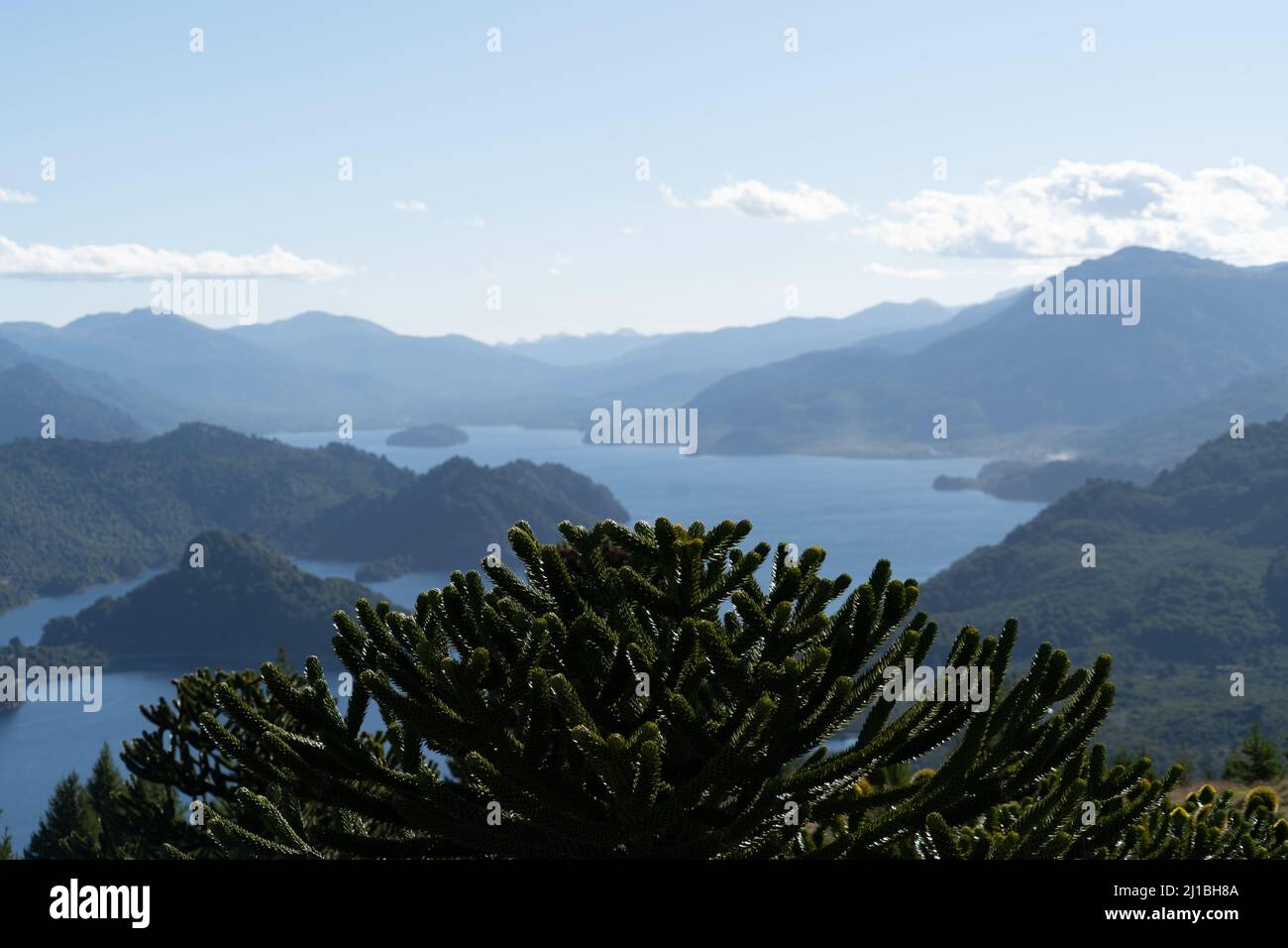 A beautiful view of a monkey puzzle tree with river background Stock ...