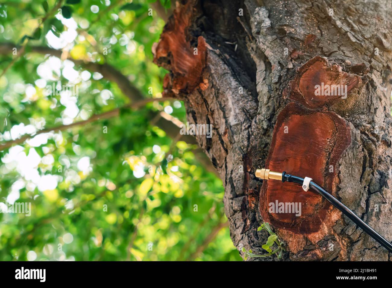 Brass mist nozzles or sprinklers for spraying water spray on trees ...