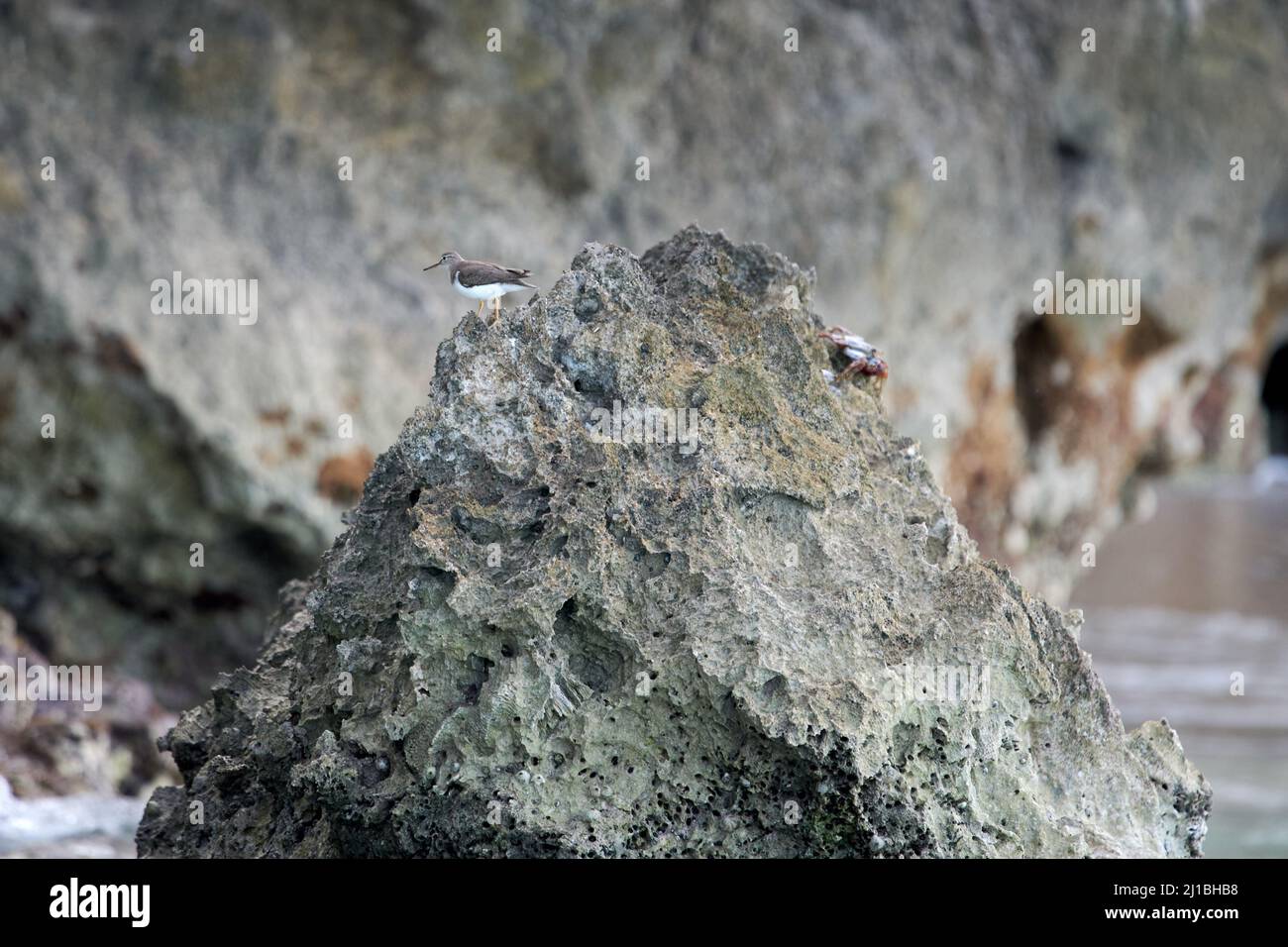 Carrier bird hi-res stock photography and images - Alamy
