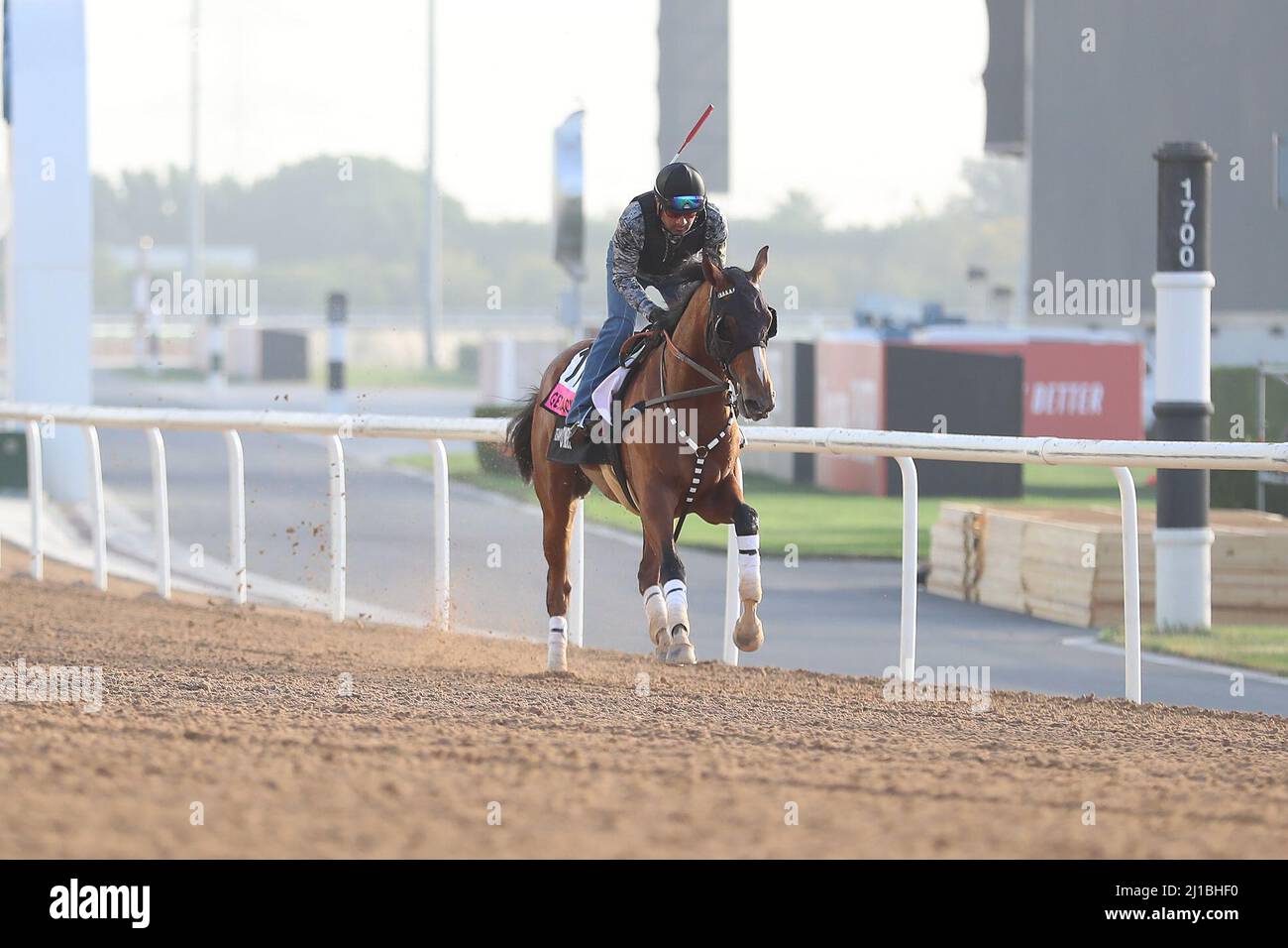 Get Back Goldie exercises in preparation for the UAE Derby at Meydan ...