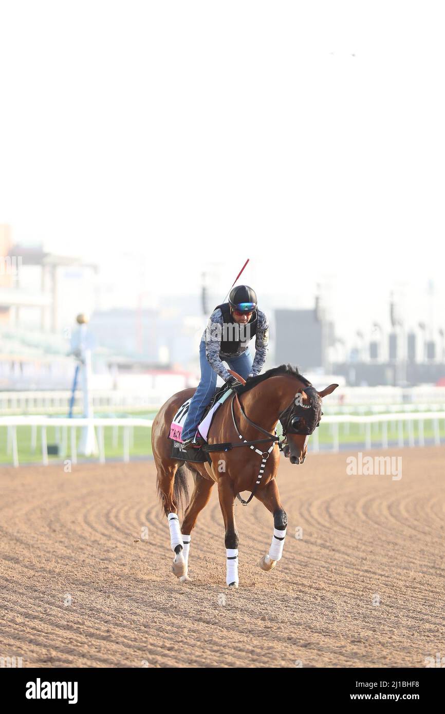Get Back Goldie exercises in preparation for the UAE Derby at Meydan ...