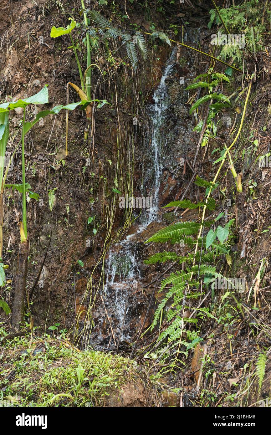 small water spring in the jungle mountains of colombia. water flowing ...