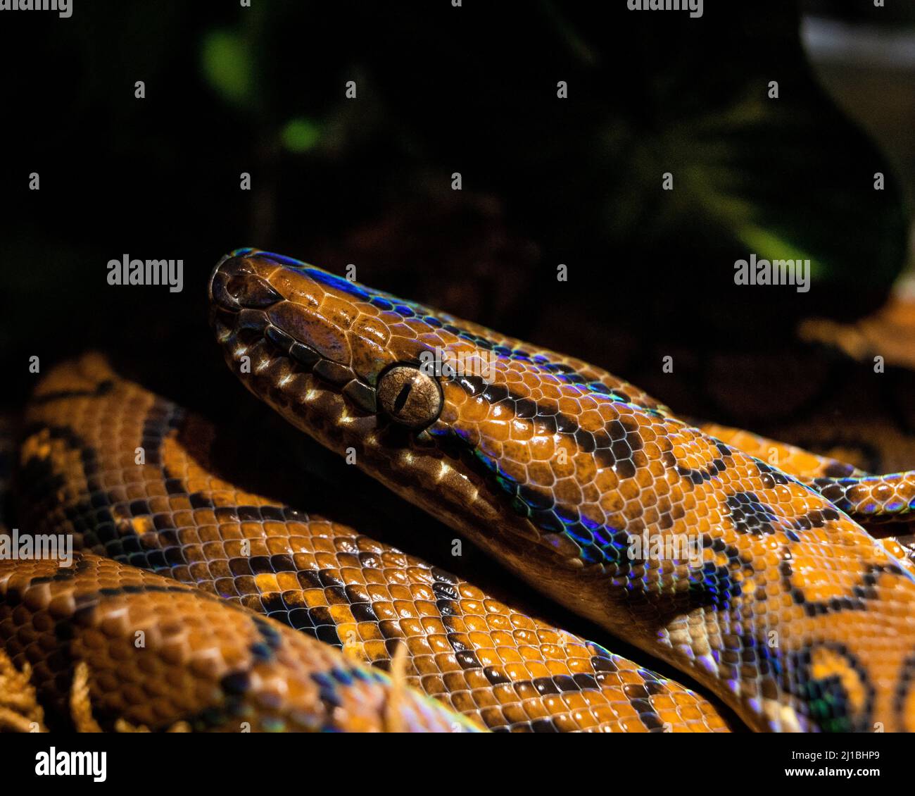 A close-up of a textured snake Stock Photo - Alamy