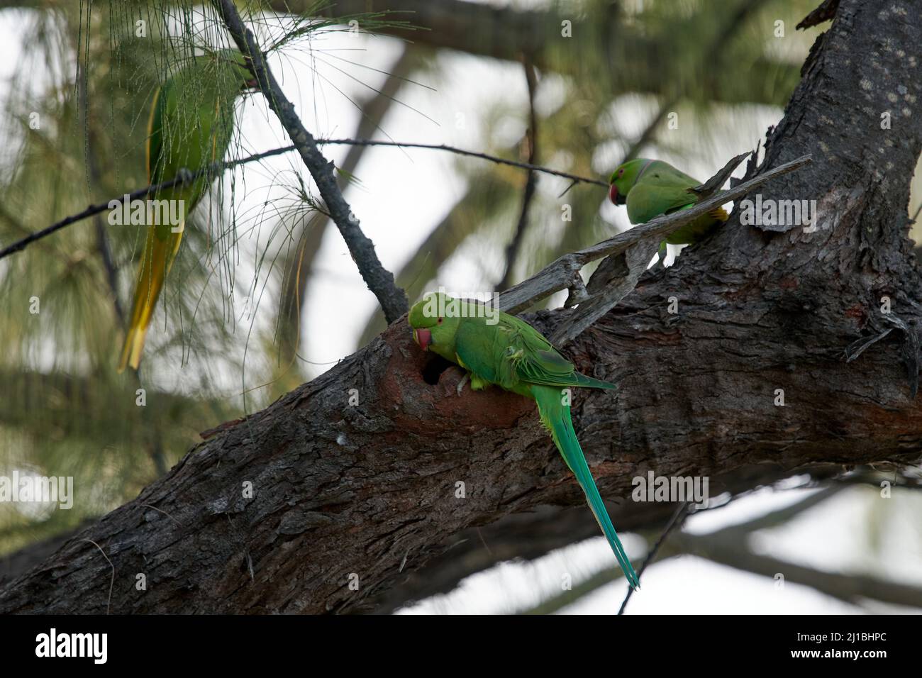 Three rose-ringed parakeets perched on a tree by their nest in a tree ...