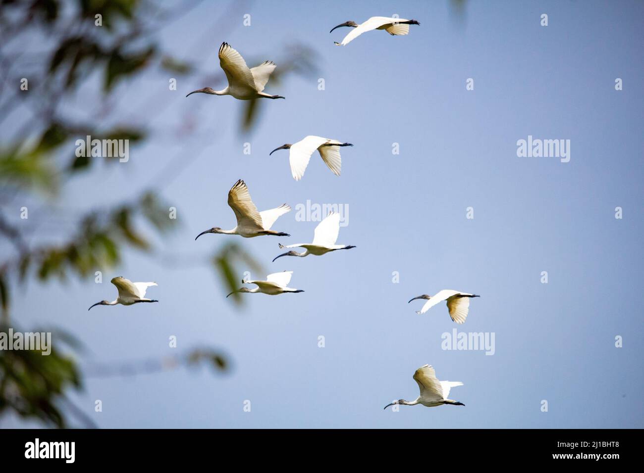 A low angle shot of birds flying on sky Stock Photo - Alamy