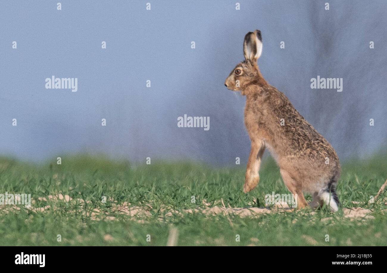 Rabbits and hares hi-res stock photography and images - Alamy