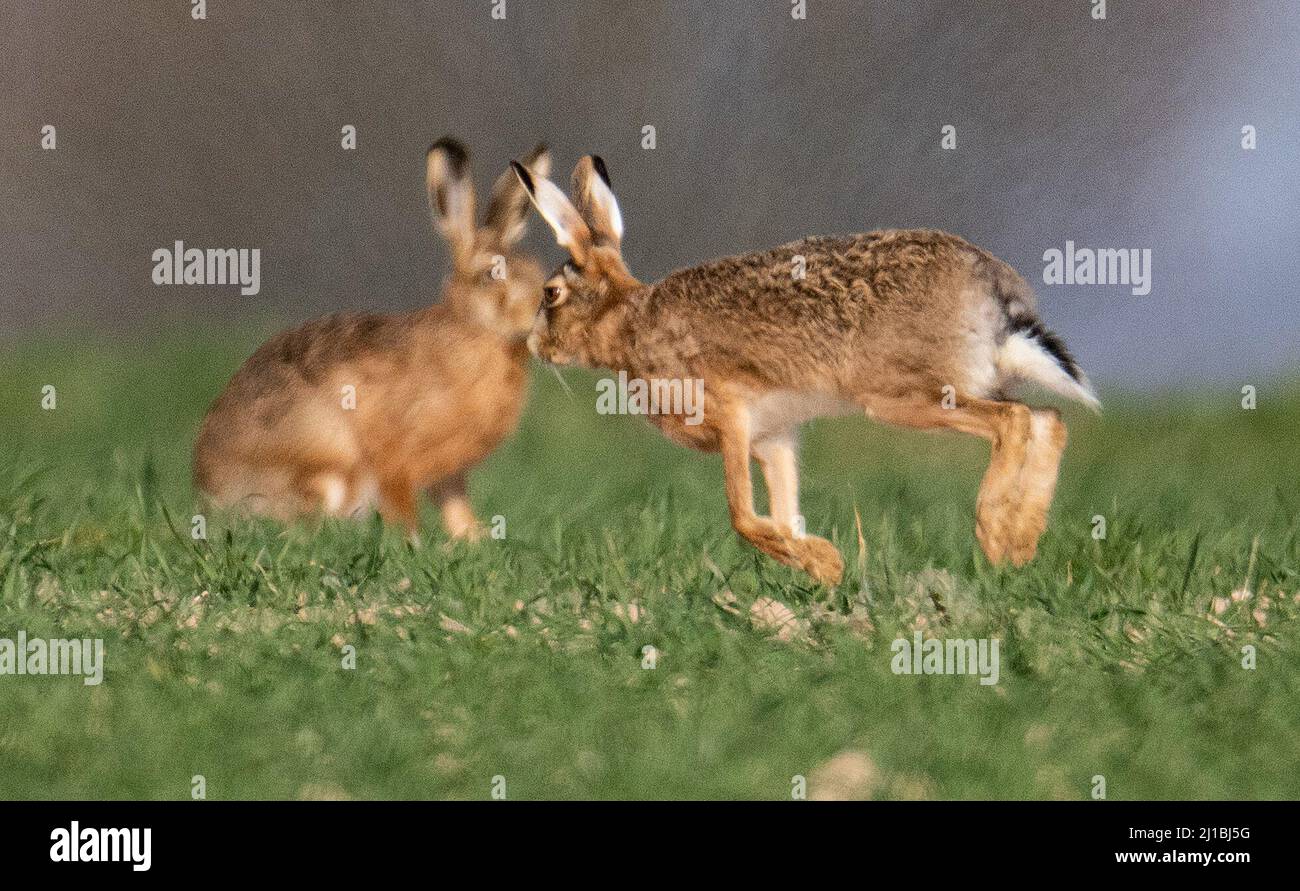 Rabbits and hares hi-res stock photography and images - Alamy