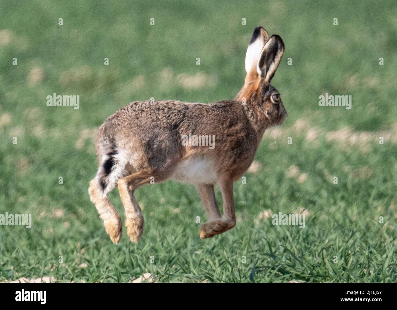 Rabbits and hares hi-res stock photography and images - Alamy