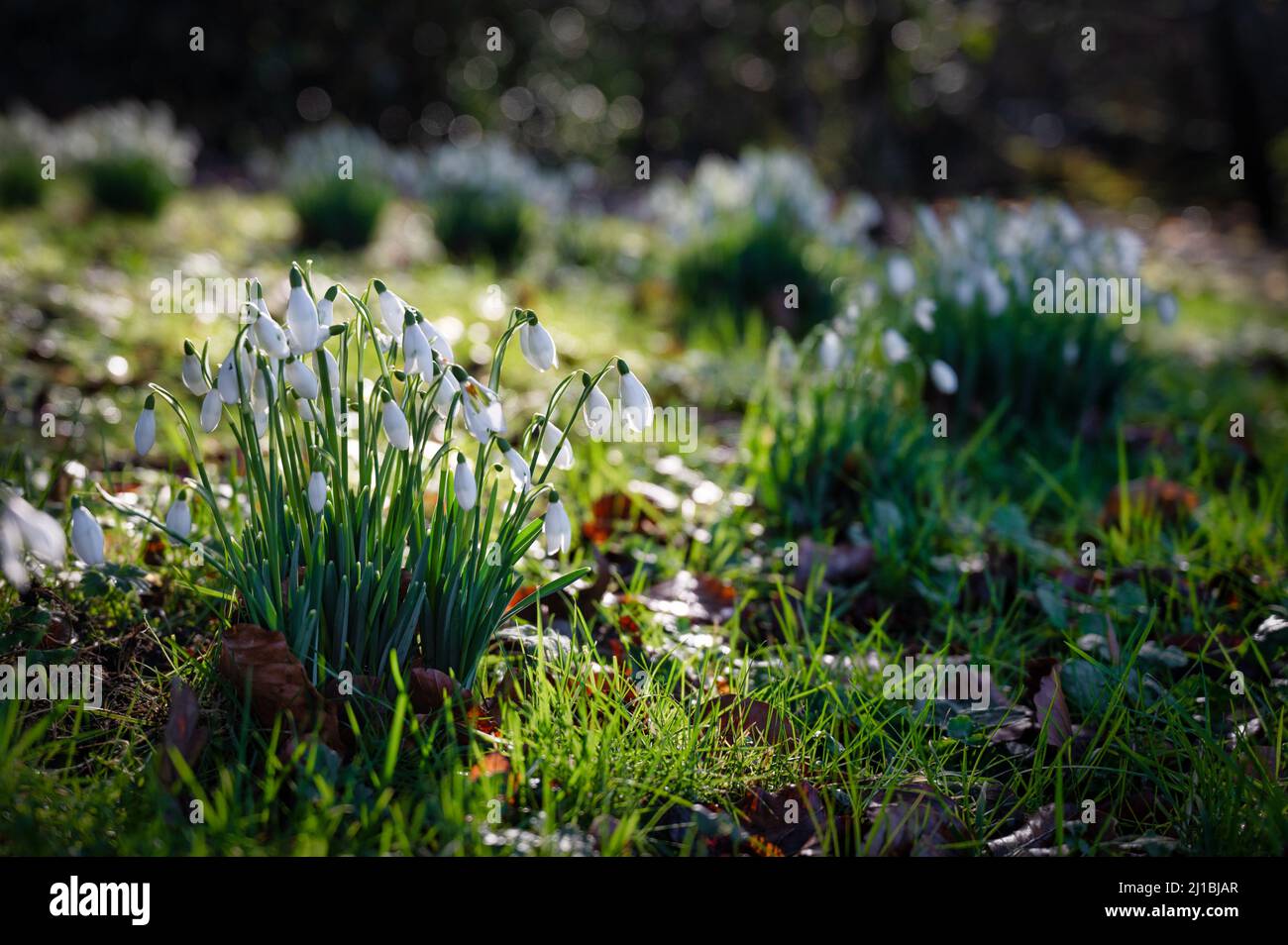 White snow drops budding in the spring sunlight Stock Photo - Alamy