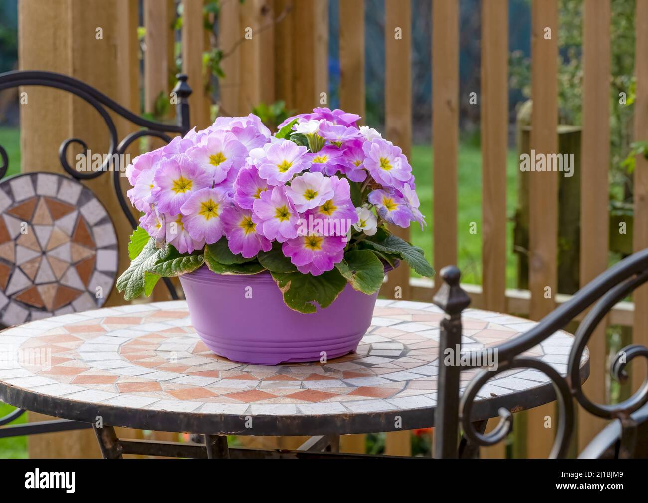 A large pink pot full of beautiful pink Polyanthus (Primula) flowers on ...