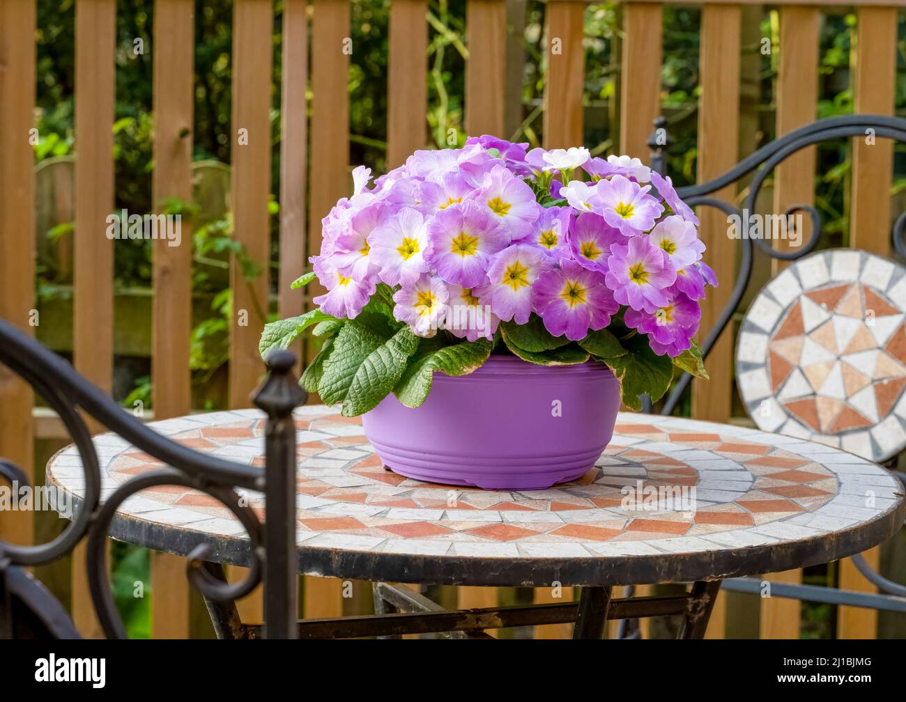 A large pink pot full of beautiful pink Polyanthus (Primula) flowers on ...