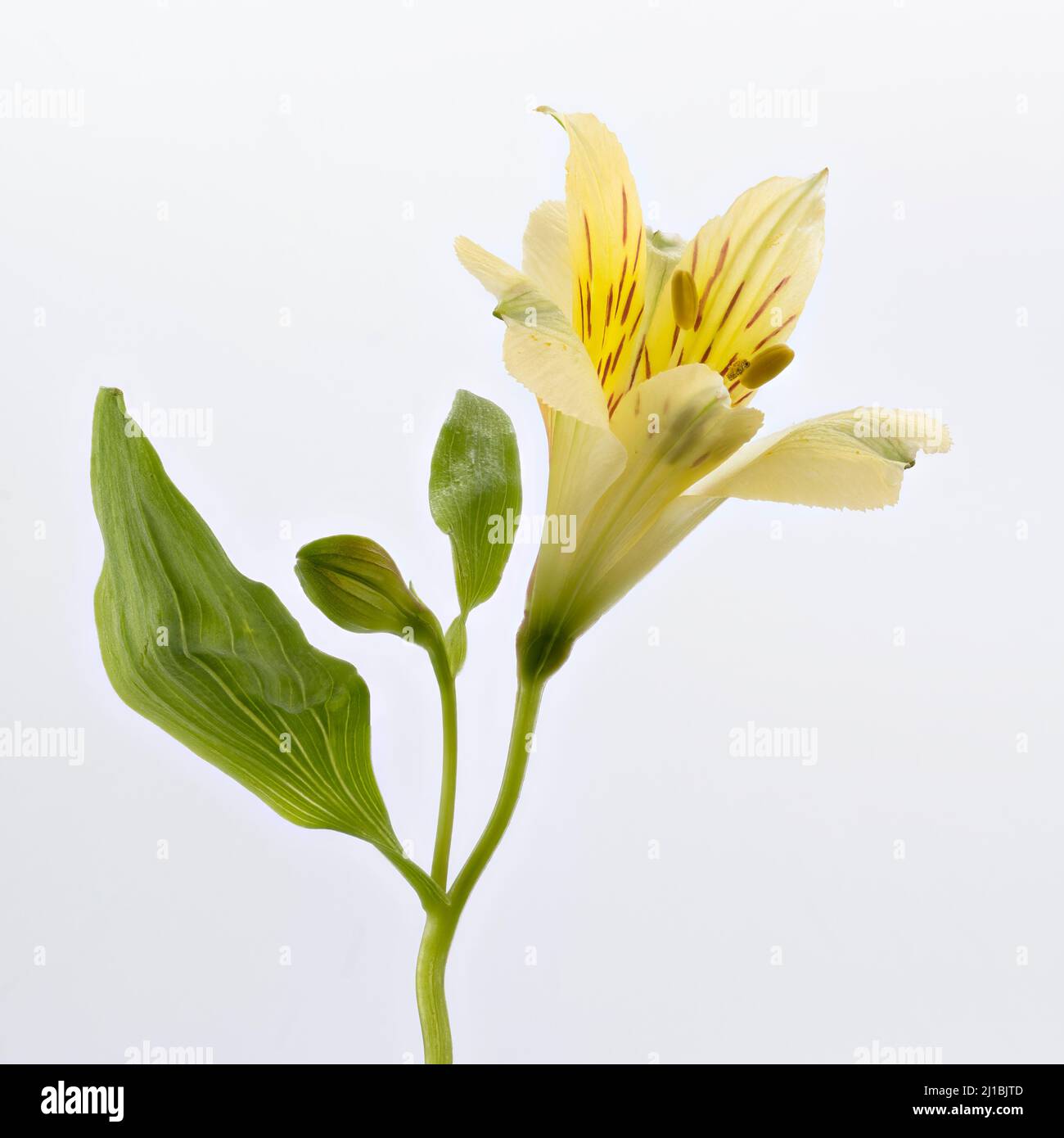 Gorgeous Yellow Alstroemeria flower photographed against a white ...