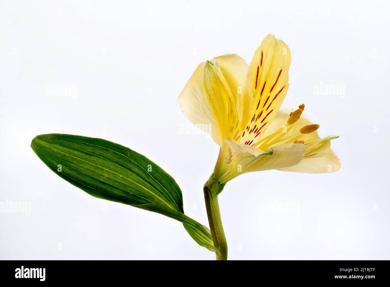 Gorgeous Yellow Alstroemeria flower photographed against a white ...