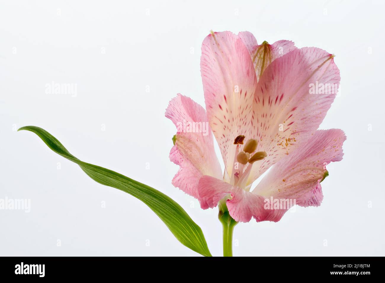 Pink alstroemeria flower hi-res stock photography and images - Alamy
