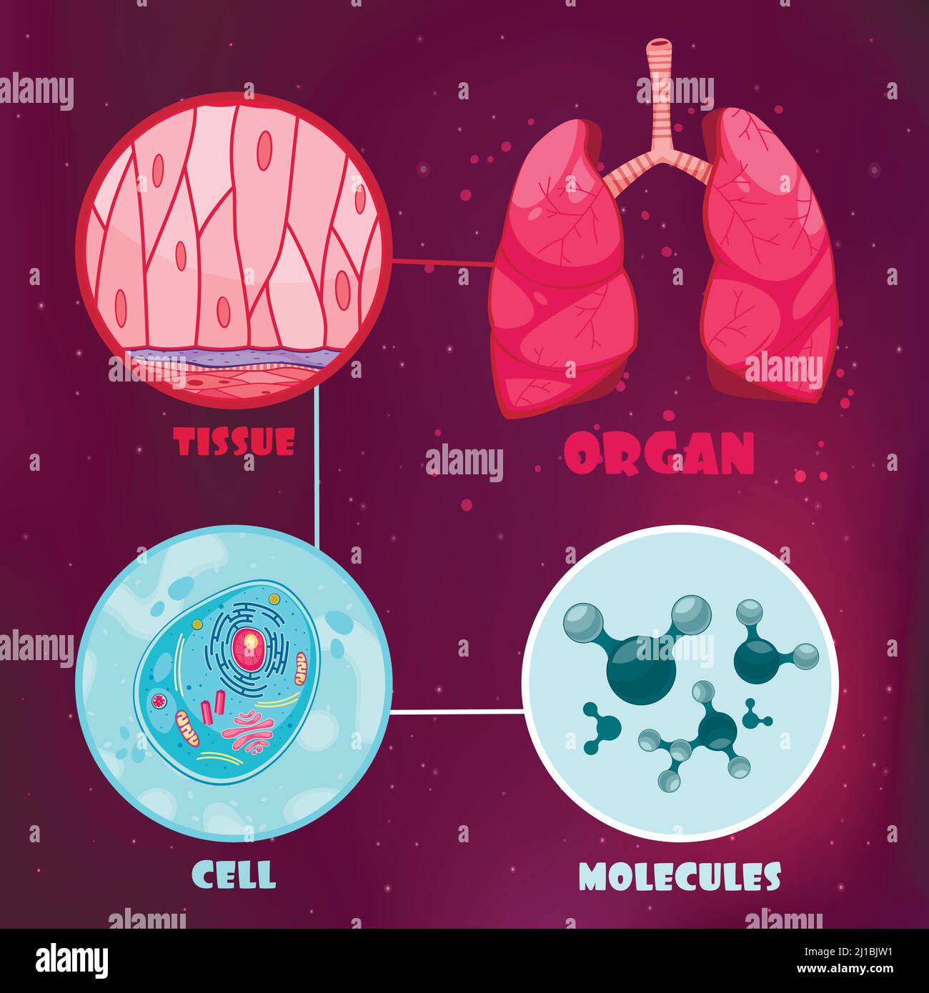 Plant Cell Division Stock Vector Images - Alamy