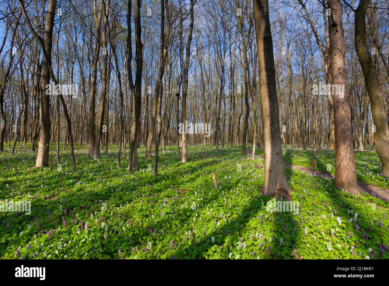 beautiful flower field in the forest Stock Photo - Alamy