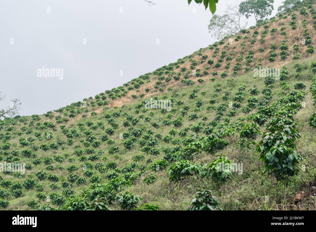Coffee cultivation in the Colombian coffee-growing region. Coffee with ...