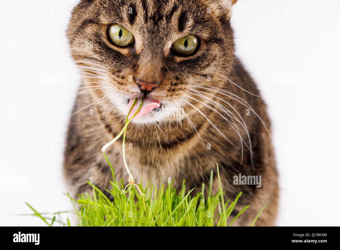 gray domestic tabby cat eating fresh green oats sprouts close-up on ...