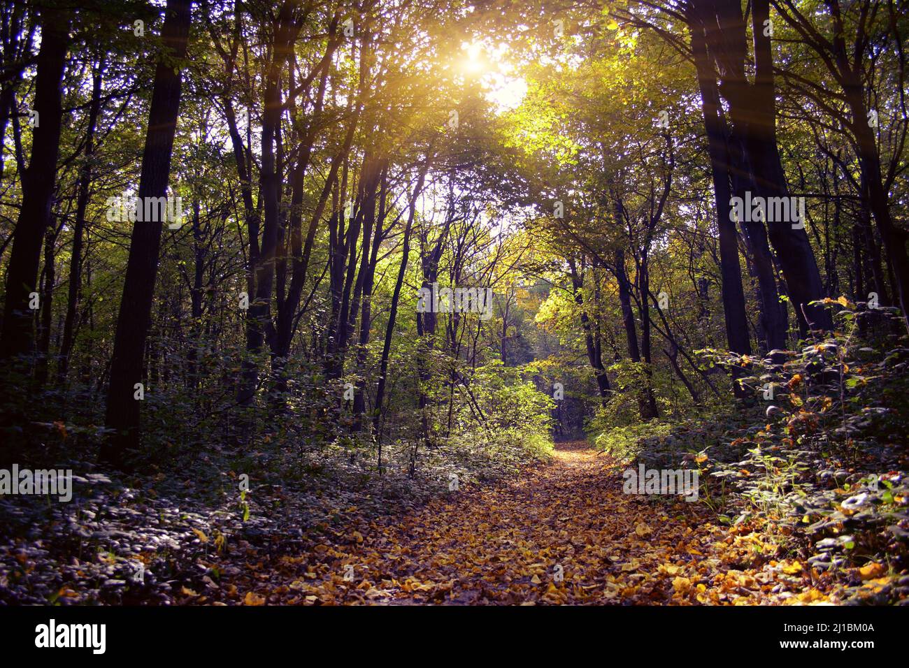 Magic forest path hi-res stock photography and images - Alamy