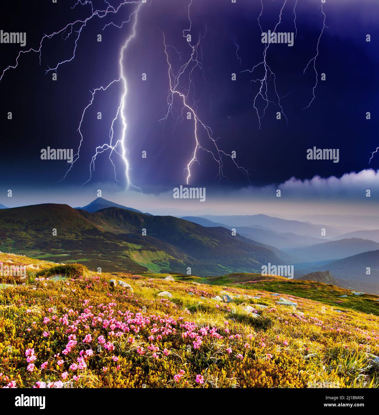 Lightning Flowers On Grass