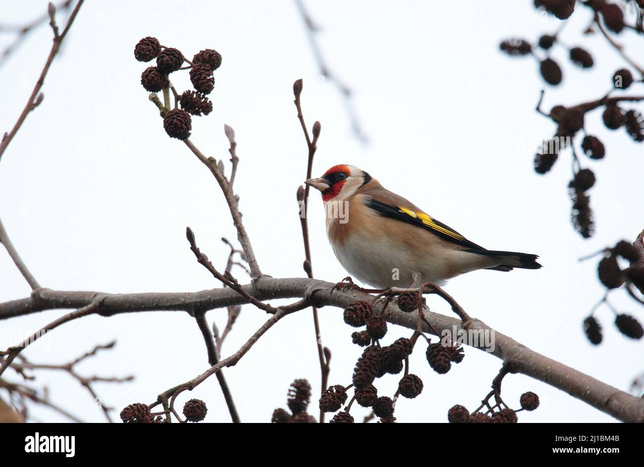 Goldfinch ireland hi-res stock photography and images - Alamy